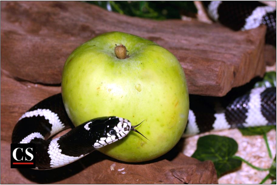 Diving Deeper into the Seven Deadly Sins - Catholic Stand