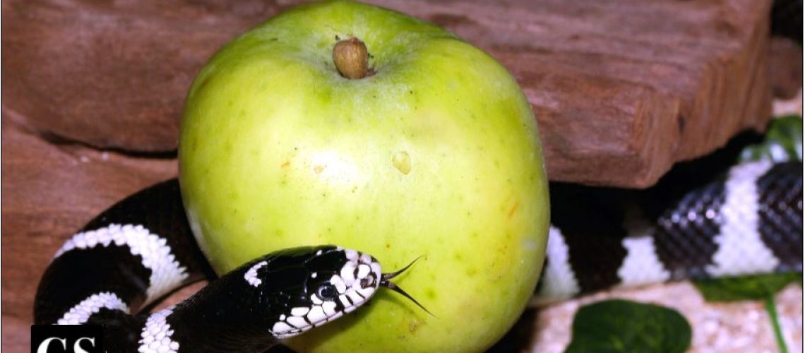 What is Original Sin? – Catholic Stand