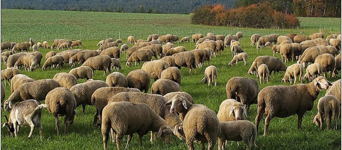 Psalm 23: The Grass is Always Greener on God’s Side – Catholic Stand